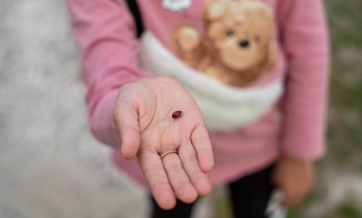 What Do Ladybugs Eat? Learn About These Curious Creatures