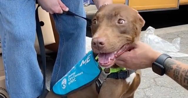 Family Reunited With Lost Dog at Rescue Event