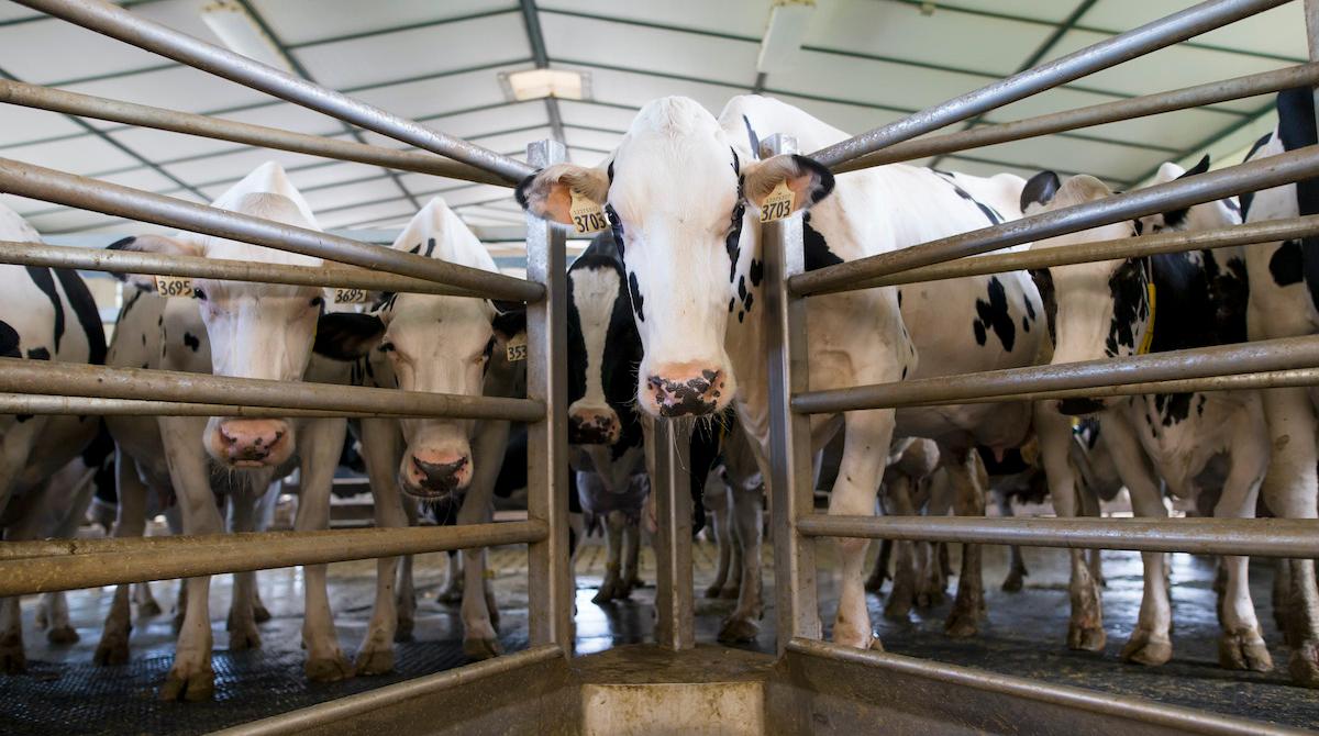Seaweed Could Reduce Cows' Methane Emissions, Study Finds