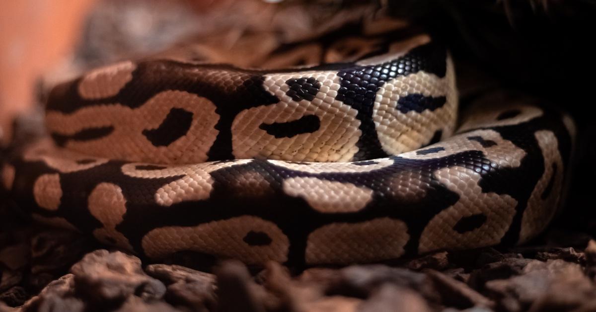 A Snake Found in a Kitchen Cupboard Surprised Homeowners