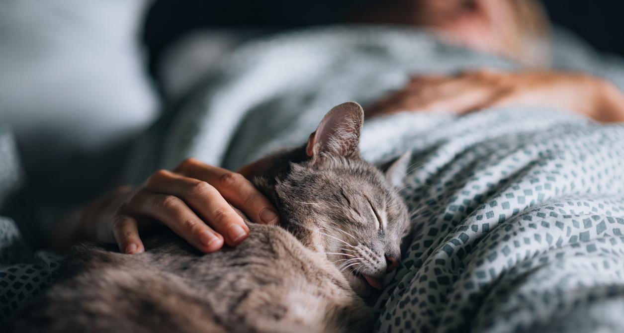 Some Cat Sleeping Positions That May Indicate They Are Sick