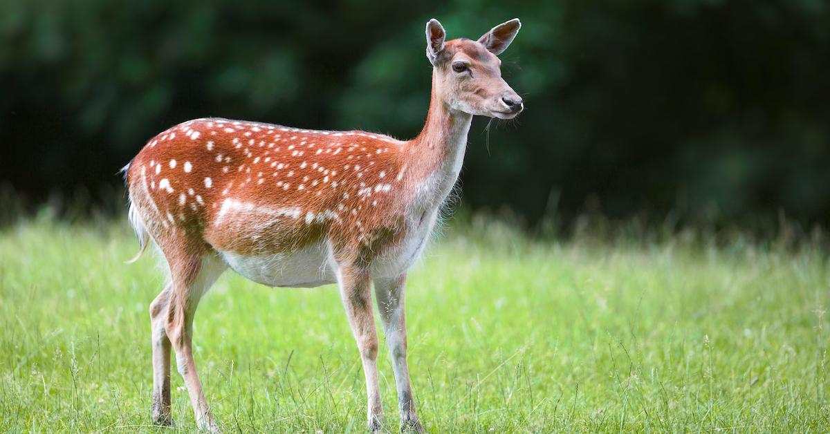What Happens to Animals During Heat Waves? Pets and Wildlife Are Affected