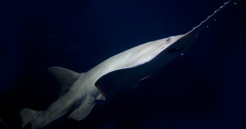 Scientists Suspect Cause of Spinning Fish in Florida