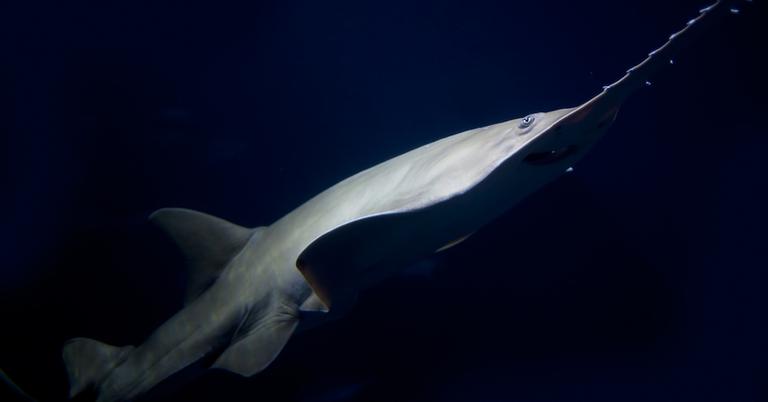 Scientists Suspect Cause of Spinning Fish in Florida