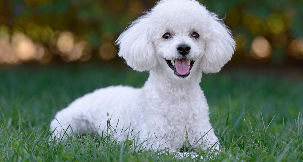 Are Poodles the Worst Dogs? Let's Investigate Their Bad Rep
