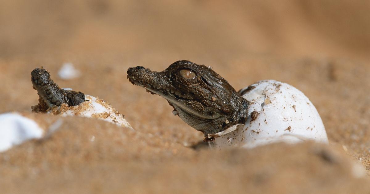 Do Crocodiles Lay Eggs? One Crocodile Recently Had a Virgin Birth