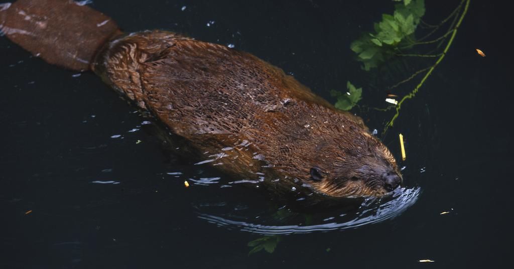 Beavers Have Been Reintroduced to England After Going Locally Extinct