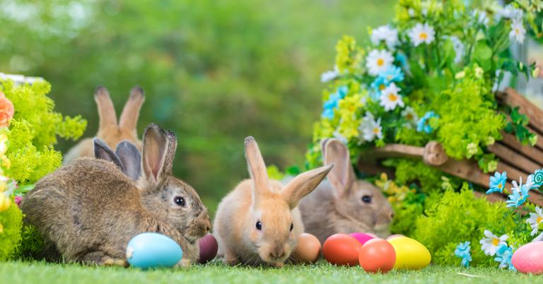 Do Rabbits Lay Eggs? Where Do Baby Bunnies Come From?