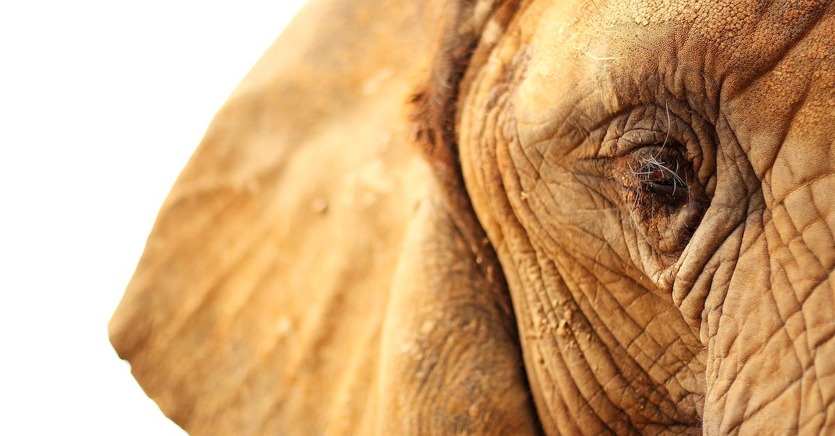 Happy the Elephant From the Bronx Zoo Could Be Tried as a Human