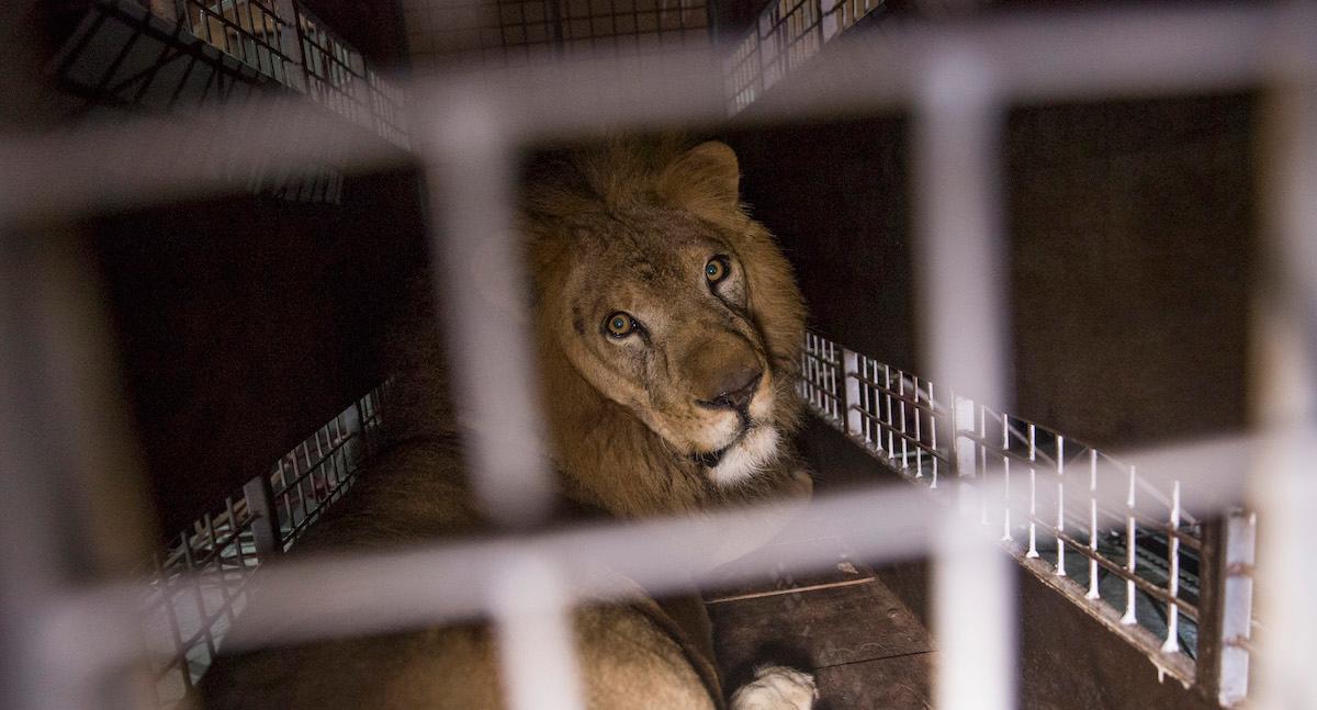 Where Is Jeff Lowe Now? The Fate of the New Tiger King