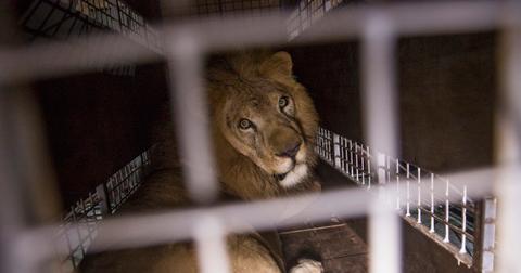 Where Is Jeff Lowe Now? The Fate of the New Tiger King