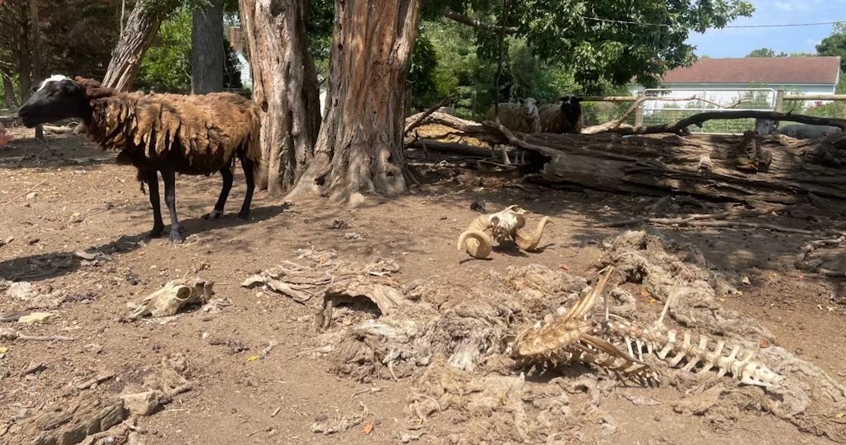 What Happened at Twist of Fate Farm and Sanctuary? A Look Into the Scandal