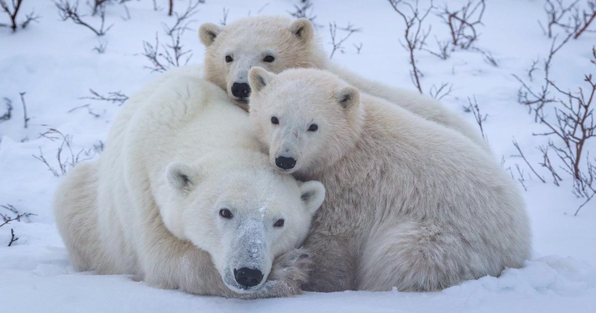 International Polar Bear Day 2025: When It Is, How to Observe
