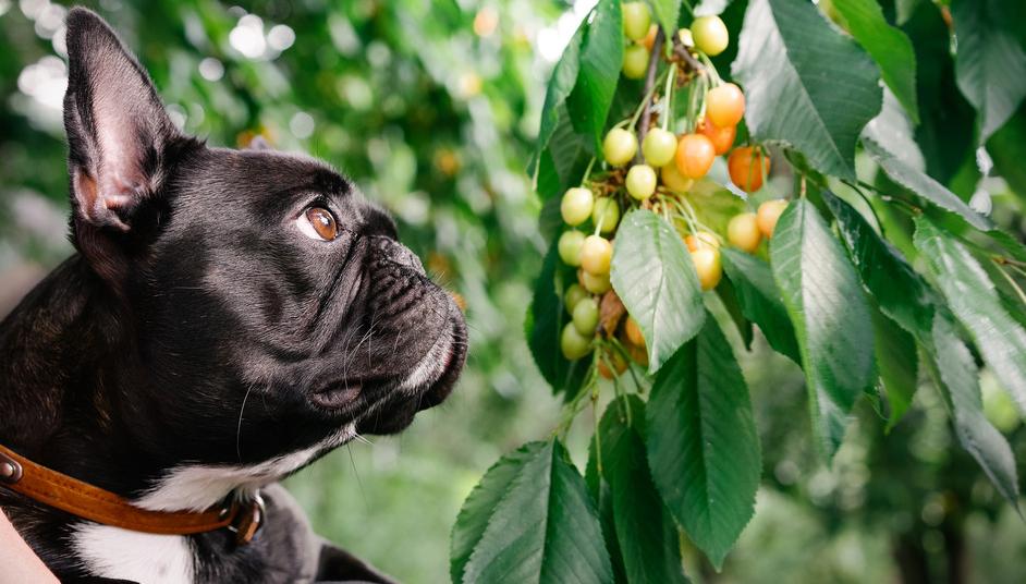 Are Cherries Safe for Dogs? This Fruit May Not Be Safe