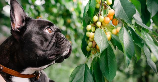 Are Cherries Safe for Dogs? This Fruit May Not Be Safe