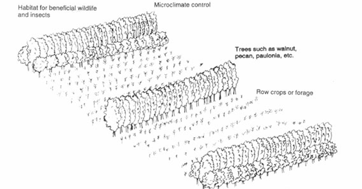 What Is Alley Cropping? Behind the Sustainable Farming Method