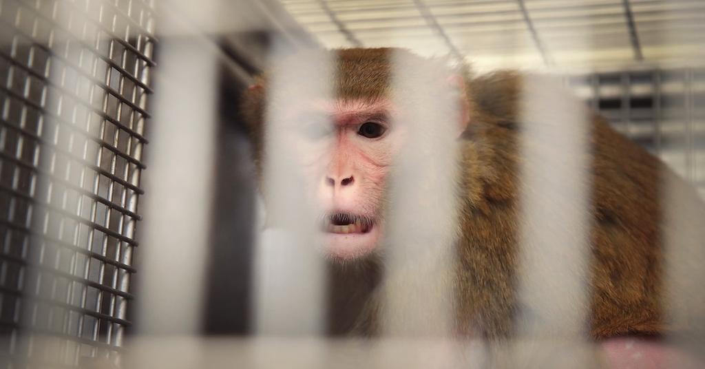 EgyptAir No Longer Transporting Lab Monkeys, Thanks to PETA