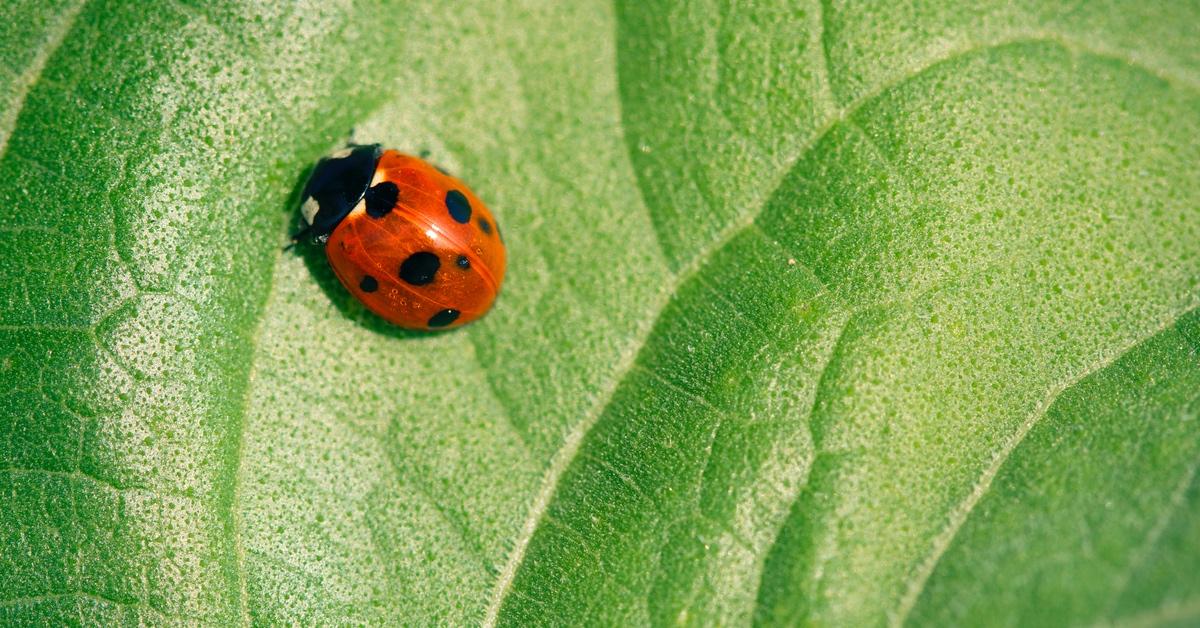 Why Are There so Many Ladybugs? Let's Investigate