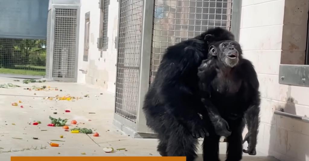 Chimp Caged Her Entire Life Sees the Sky for the First Time