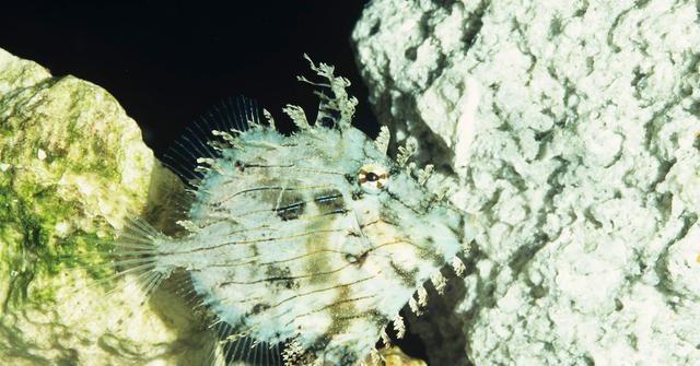 Dead Sea Plankton May Cause Earthquakes, a New Study Shows