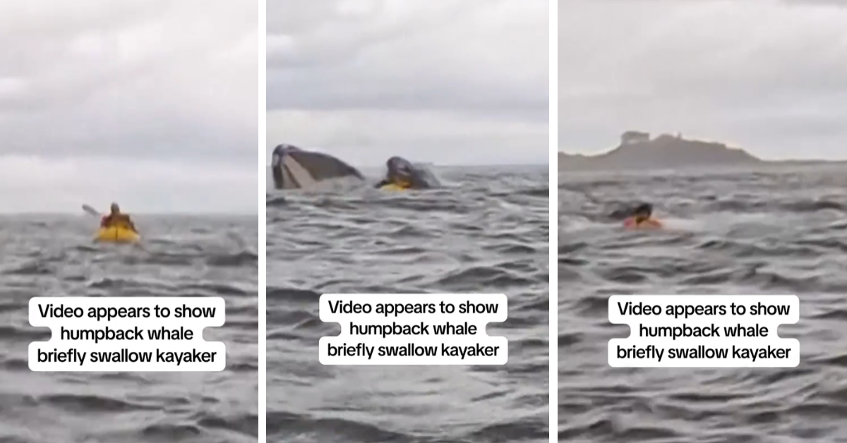 Kayaker Narrowly Avoids Death After Being Eaten by a Whale