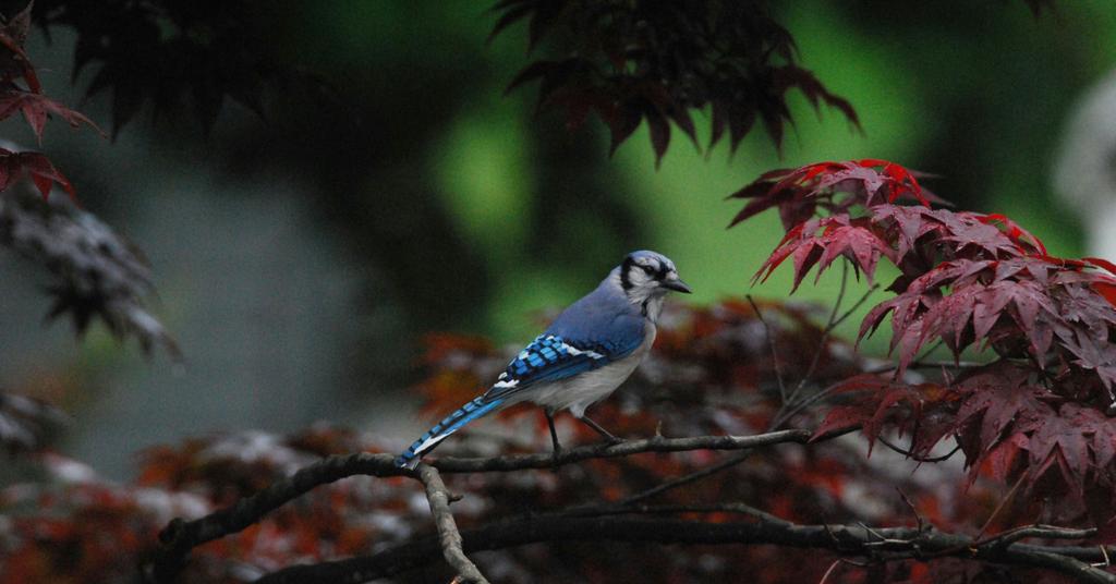 The Spiritual Meanings of Seeing Blue Jays