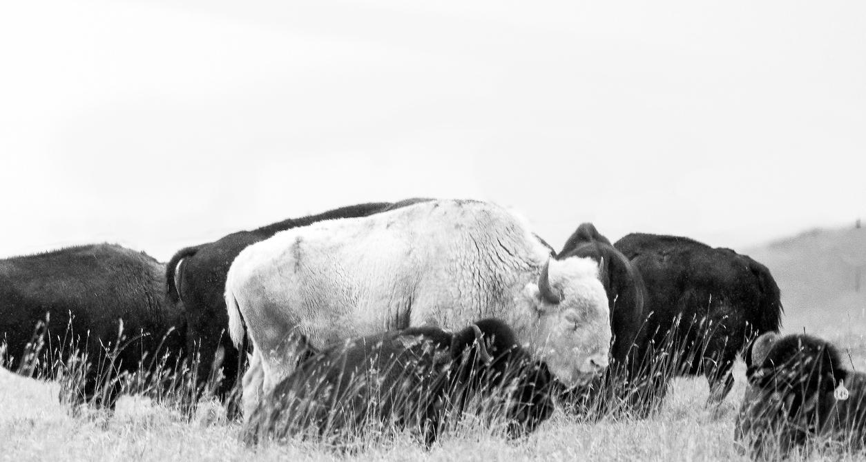 Lakota Sioux Celebrate White Buffalo Birth as Part of 2024 Prophecy