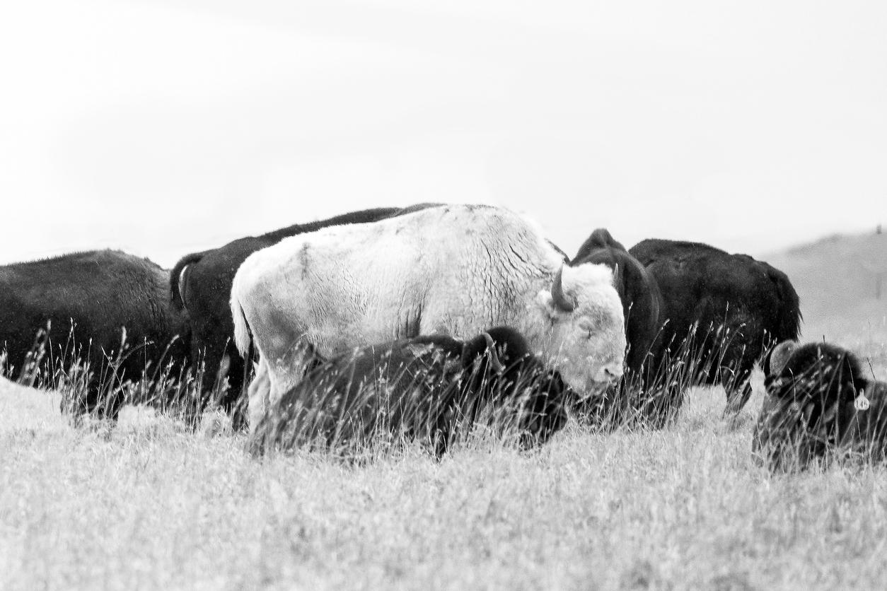 Lakota Sioux Celebrate White Buffalo Birth as Part of 2024 Prophecy
