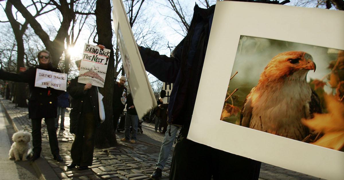 Pale Male the Hawk Has Died After Decades in Central Park