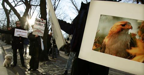 Pale Male the Hawk Has Died After Decades in Central Park