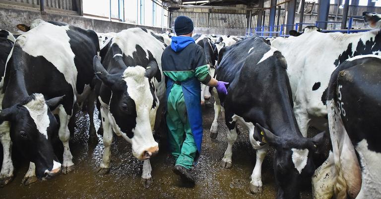 Chinese Super Cows Born Via Cloning to Produce Extra Dairy Milk