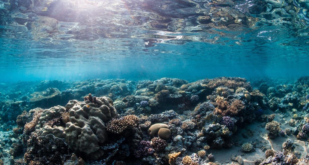 Indicator Species Offer Important Clues About Earth’s Ecosystems