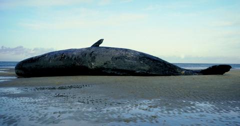 What Can You Do if You See a Beached Whale? Here's How It's Been Done