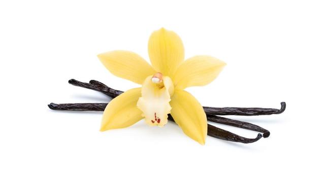 Where Does Vanilla Extract and Flavoring Come From?