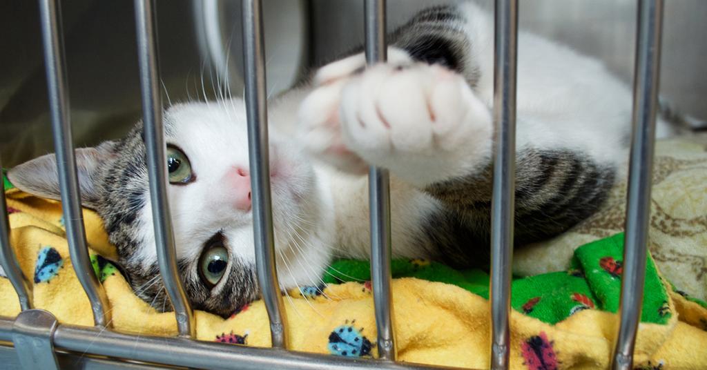 Here’s How to Help Shelter Dogs — Even If You Can’t Adopt Right