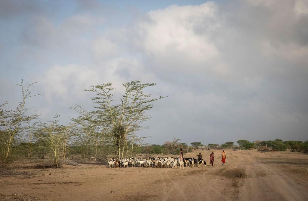 What Is Pastoralism? The Environmental Impacts of Animal Agriculture