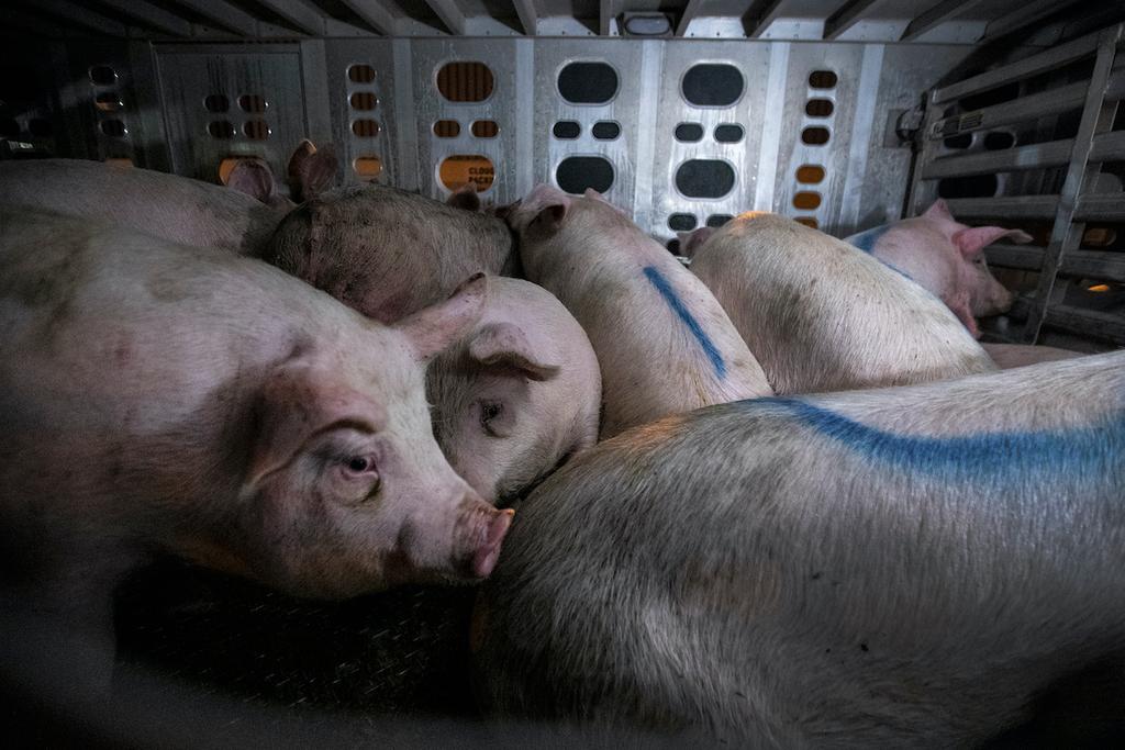 Smithfield Closes Largest Slaughterhouse Due to COVID-19