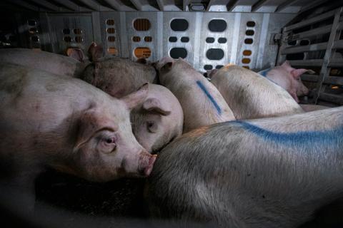 Smithfield Closes Largest Slaughterhouse Due to COVID-19