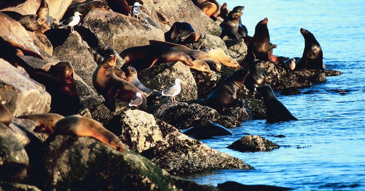 What Is Seabed Mining, and How Is It Affecting California’s Ecosystem?