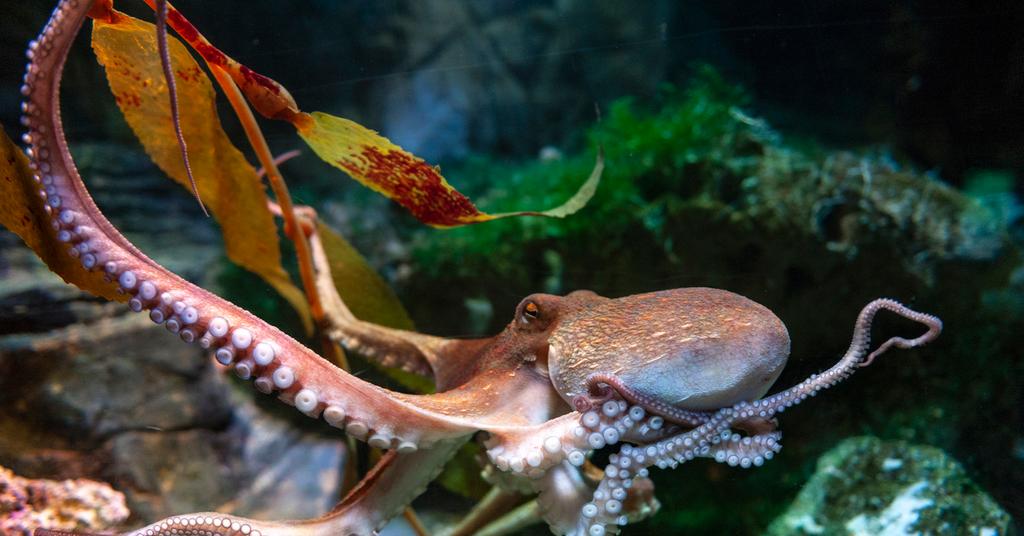 What Does an Octopus Beak Look Like?