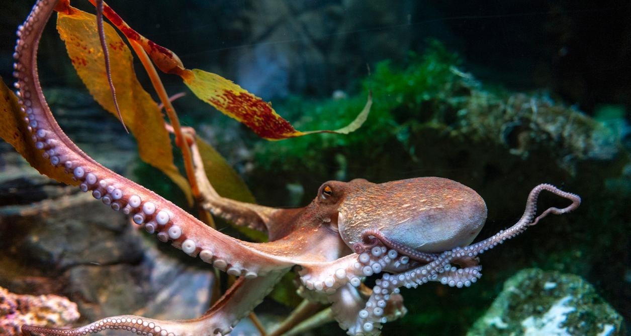 What Does an Octopus Beak Look Like?