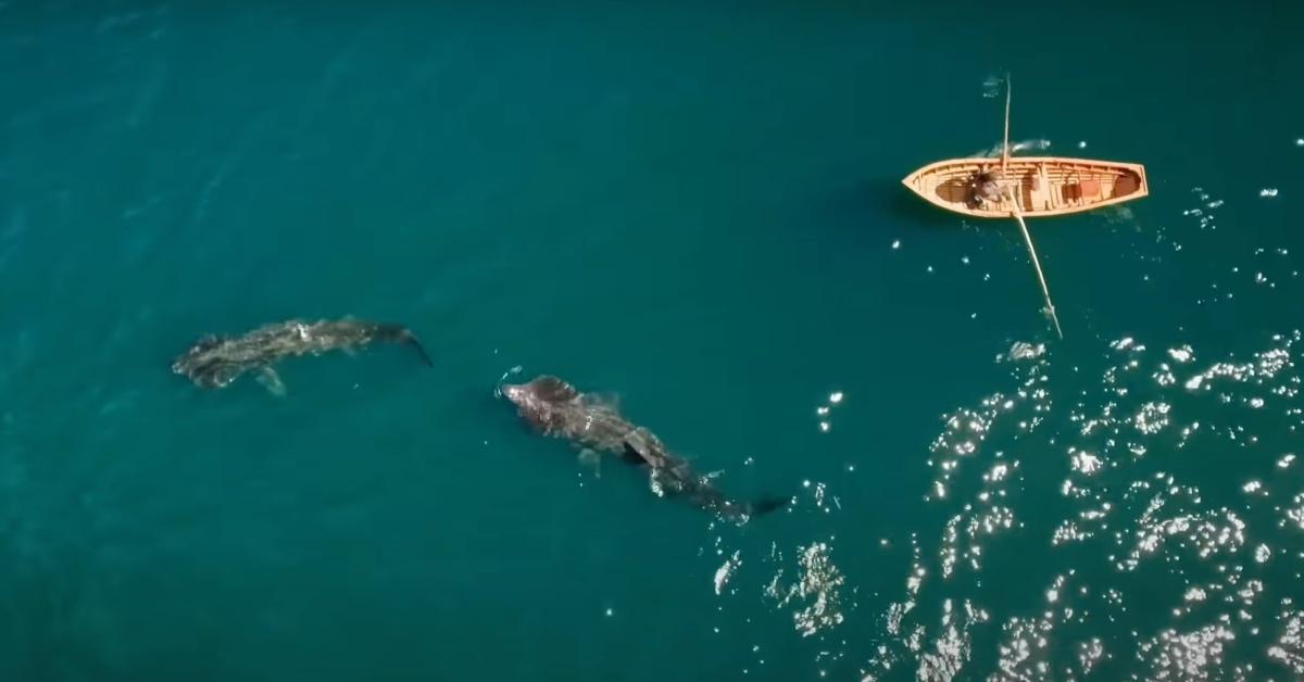 Are Basking Sharks Dangerous? New Video Shows Them From Above