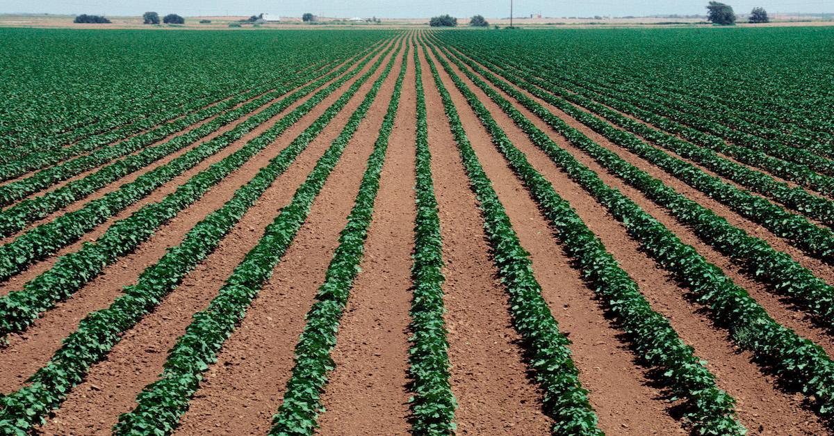 What Is the Impact of Soy Farming? Here’s What You Should Know