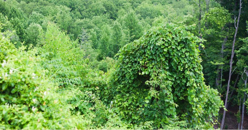 Where Do Kudzu Vines Come From? Behind Fiji’s Highly Invasive Species