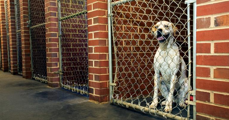 How to Start a Dog Rescue, According to An Expert (Exclusive)