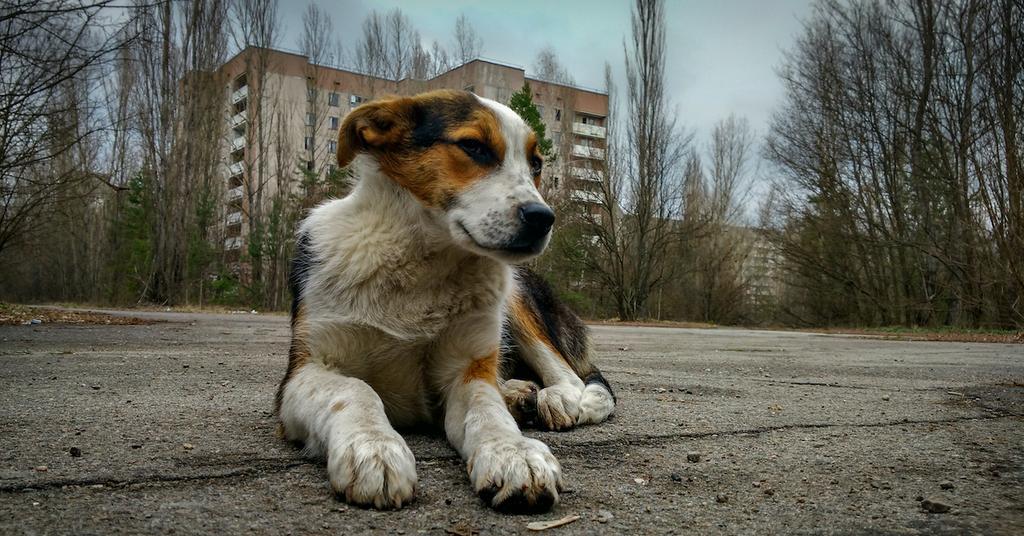 Chernobyl's Dogs Were Abandoned to Die, But What They Taught Us About ...