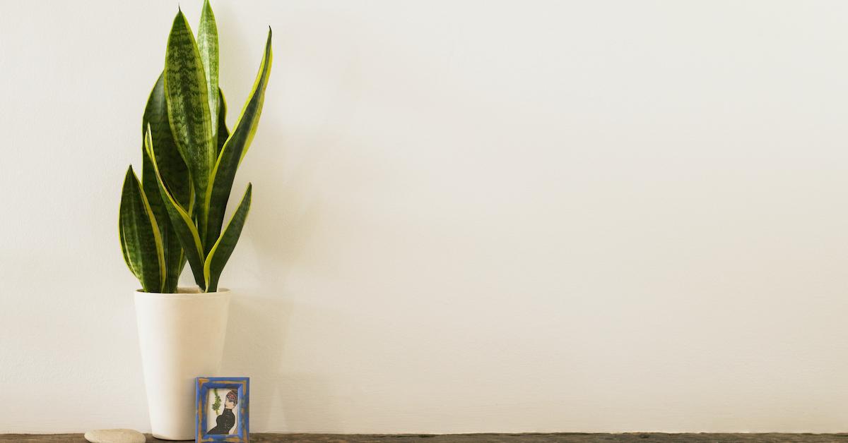 What Is Peat? Behind the Chemical Commonly Found in Houseplants