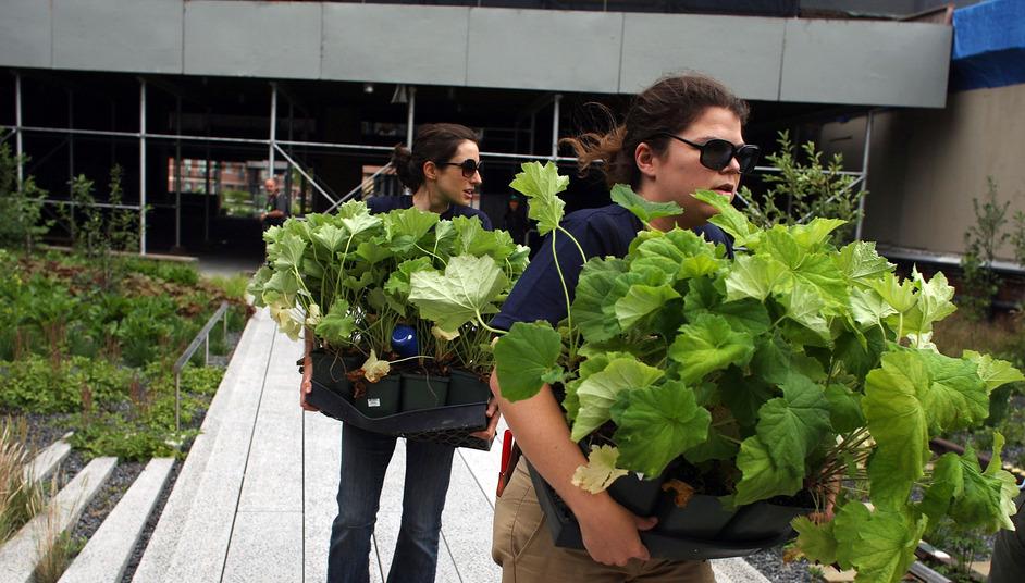 Guerrilla Gardening: Activists Are Changing Cities With This Practice