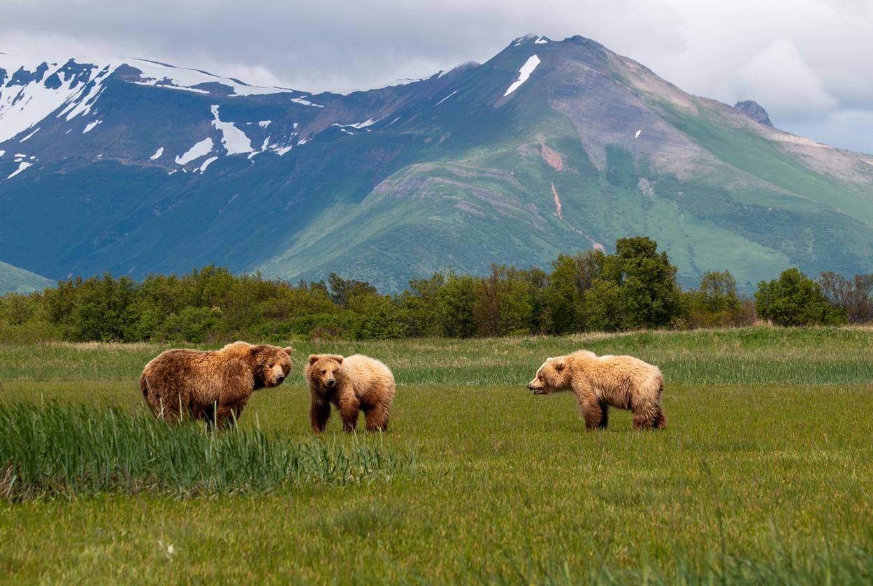 Do Grizzly and Polar Bear Hybrids Exist? You'd Be Surprised