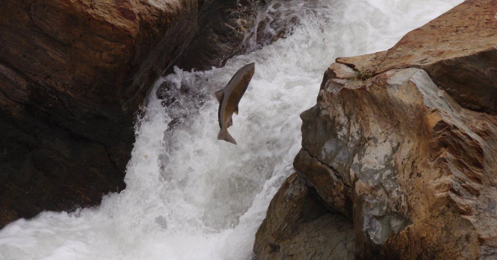 Klamath River Restoration Project Overcomes Challenges to Remove Dams
